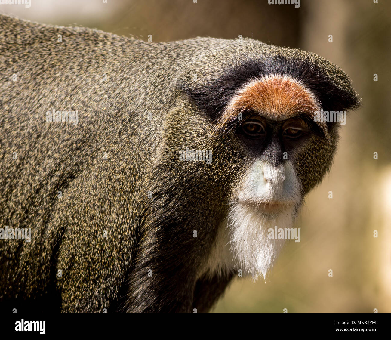 Cape may zoo Banque de photographies et d’images à haute résolution - Alamy