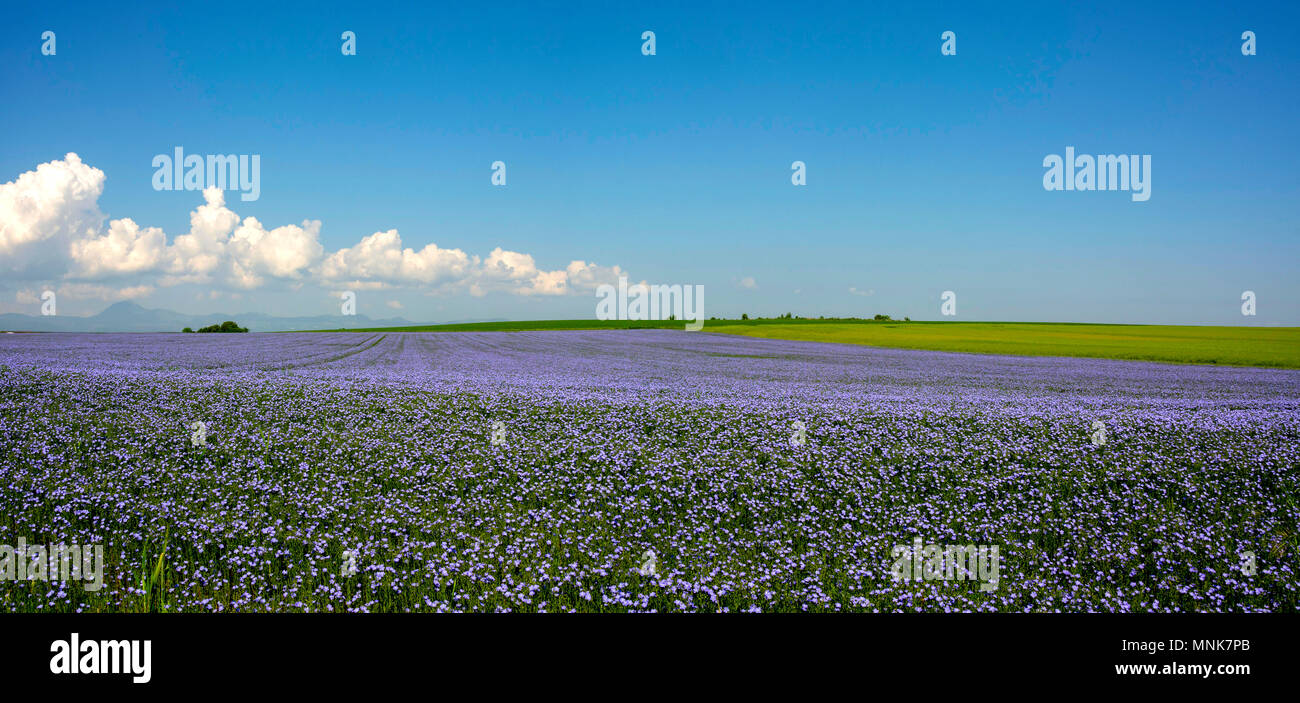 Champ de lin en fleurs Banque de photographies et d’images à haute ...