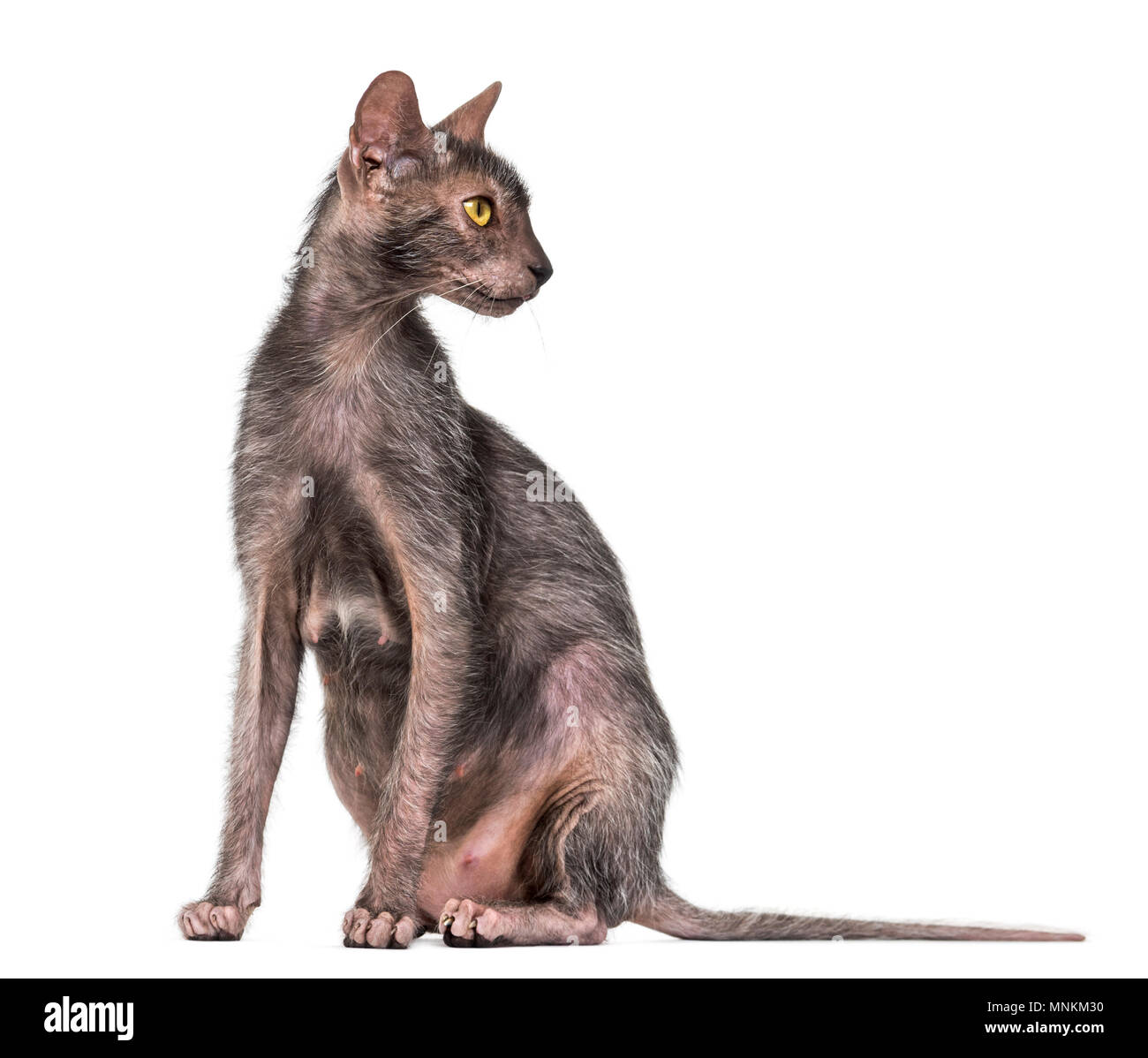 Chat loup garou Banque de photographies et d’images à haute résolution ...