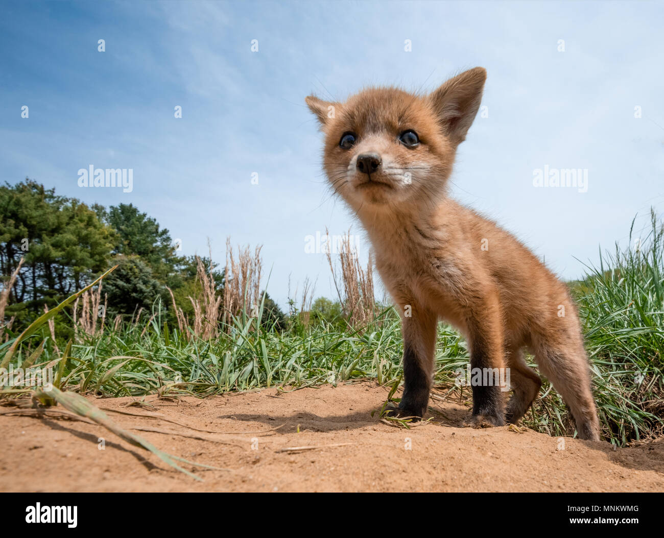 Renard de compagnie Banque de photographies et d’images à haute ...