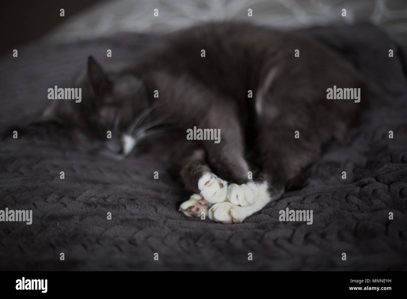 Chat qui dort sur le lit Banque de photographies et d’images à haute ...