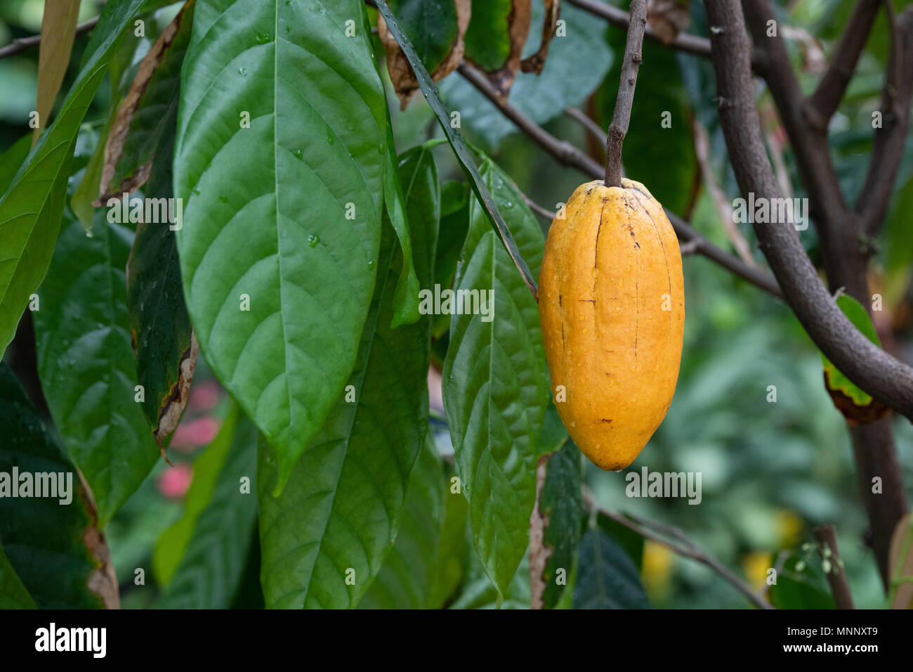 Le cacaoyer Banque de photographies et d’images à haute résolution - Alamy