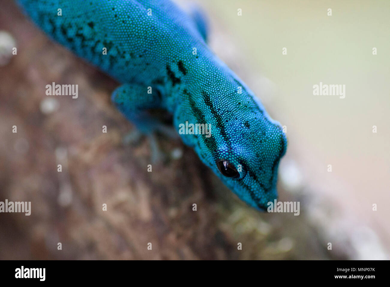 Electric blue gecko Banque de photographies et d’images à haute ...