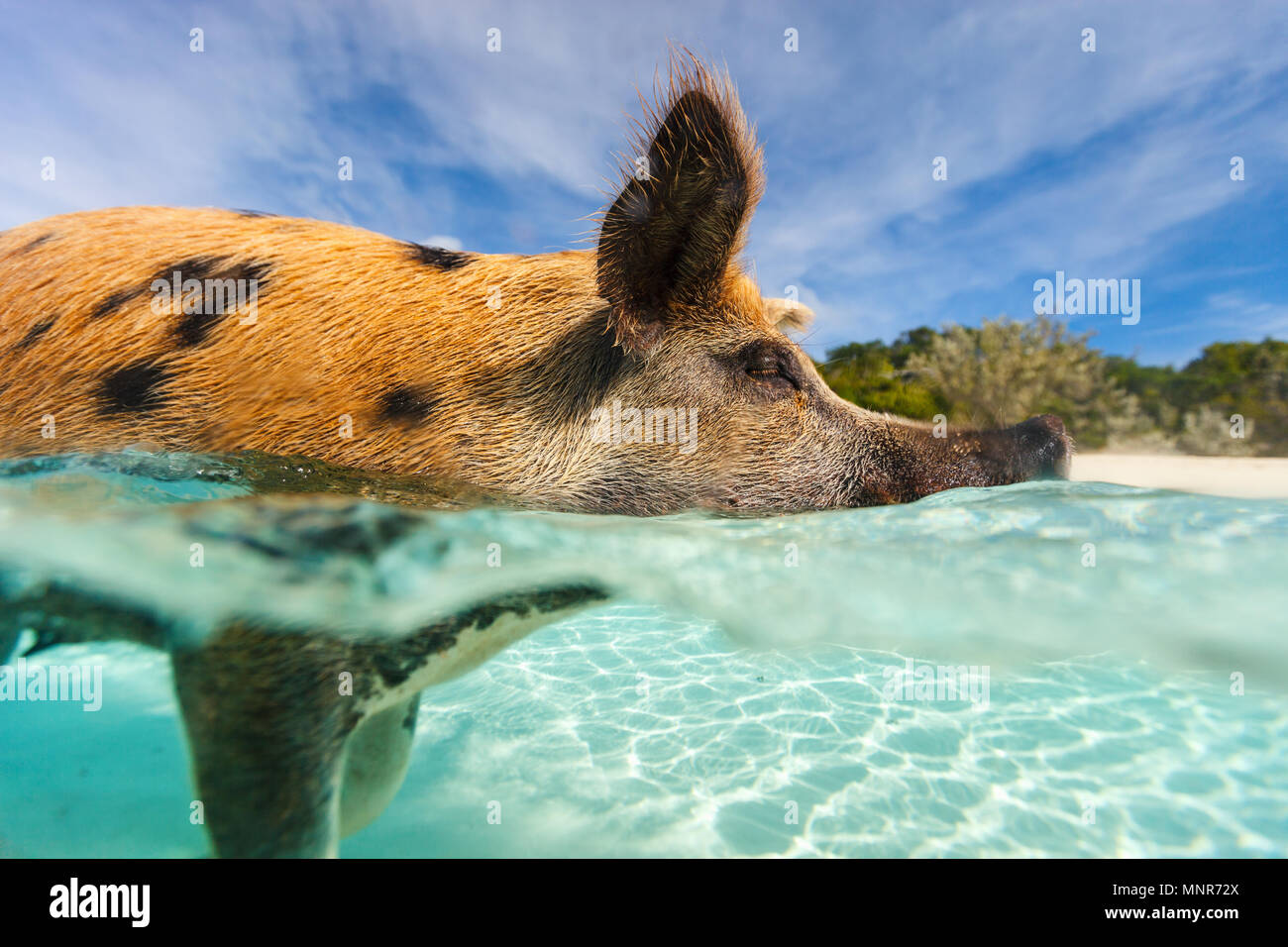 Cochon dans une piscine à l'eau sur la plage de l'île d'Exuma Bahamas ...