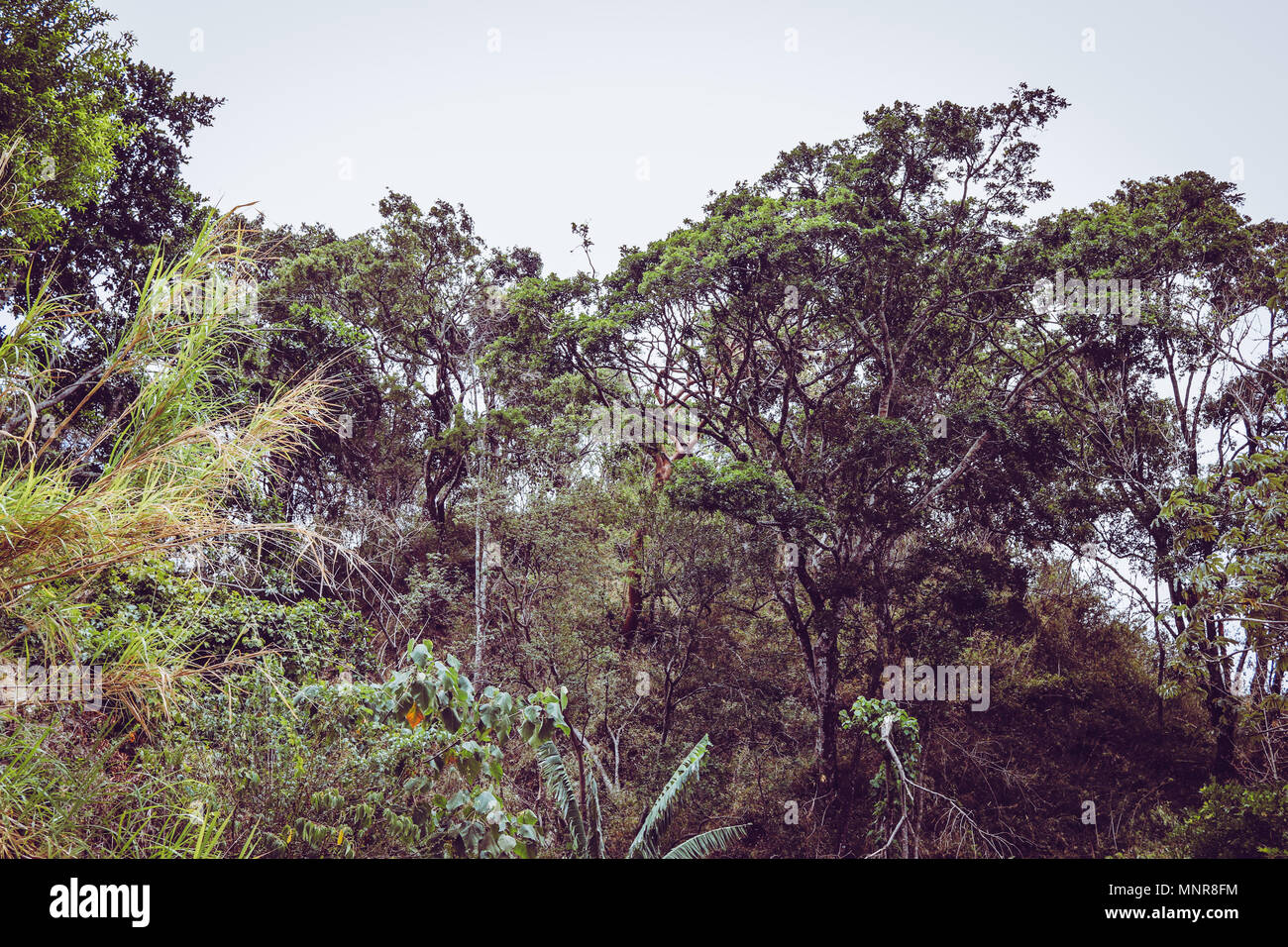 Jungle amazonienne Banque de photographies et d’images à haute ...