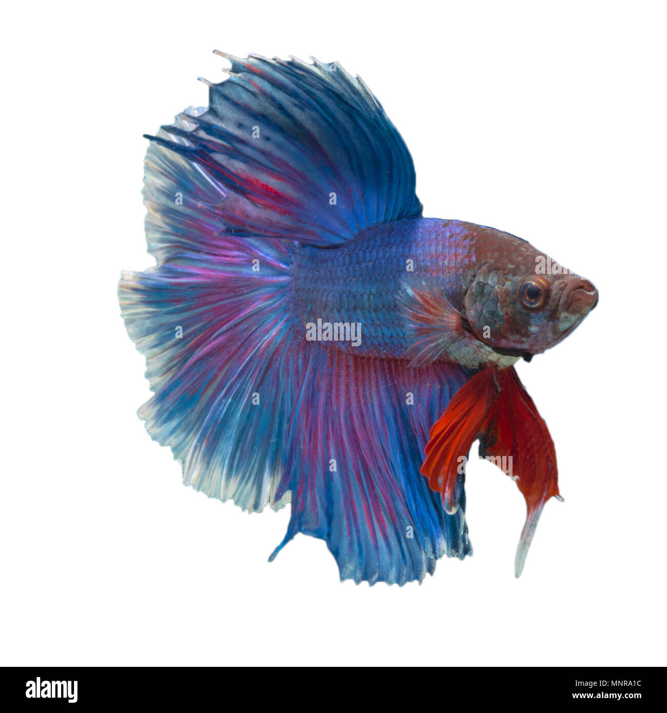 Poissons de combat siam Banque d'images détourées - Alamy