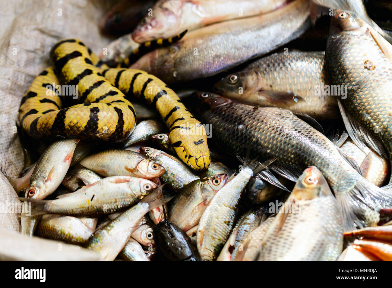 Vente De Poisson Frais Banque d'image et photos - Alamy