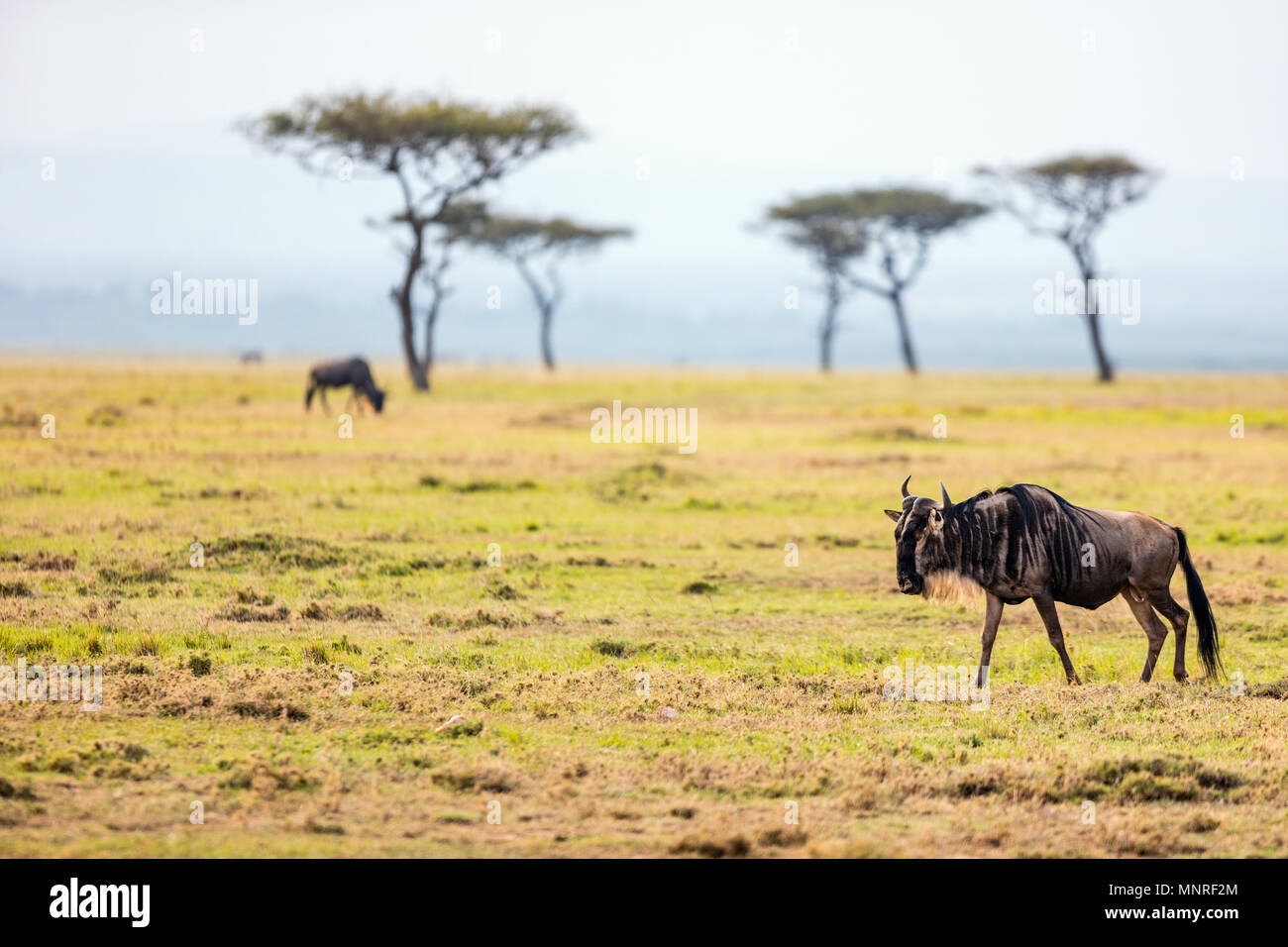 Parc national kenya migration des animaux faune afrique masai mara en ...