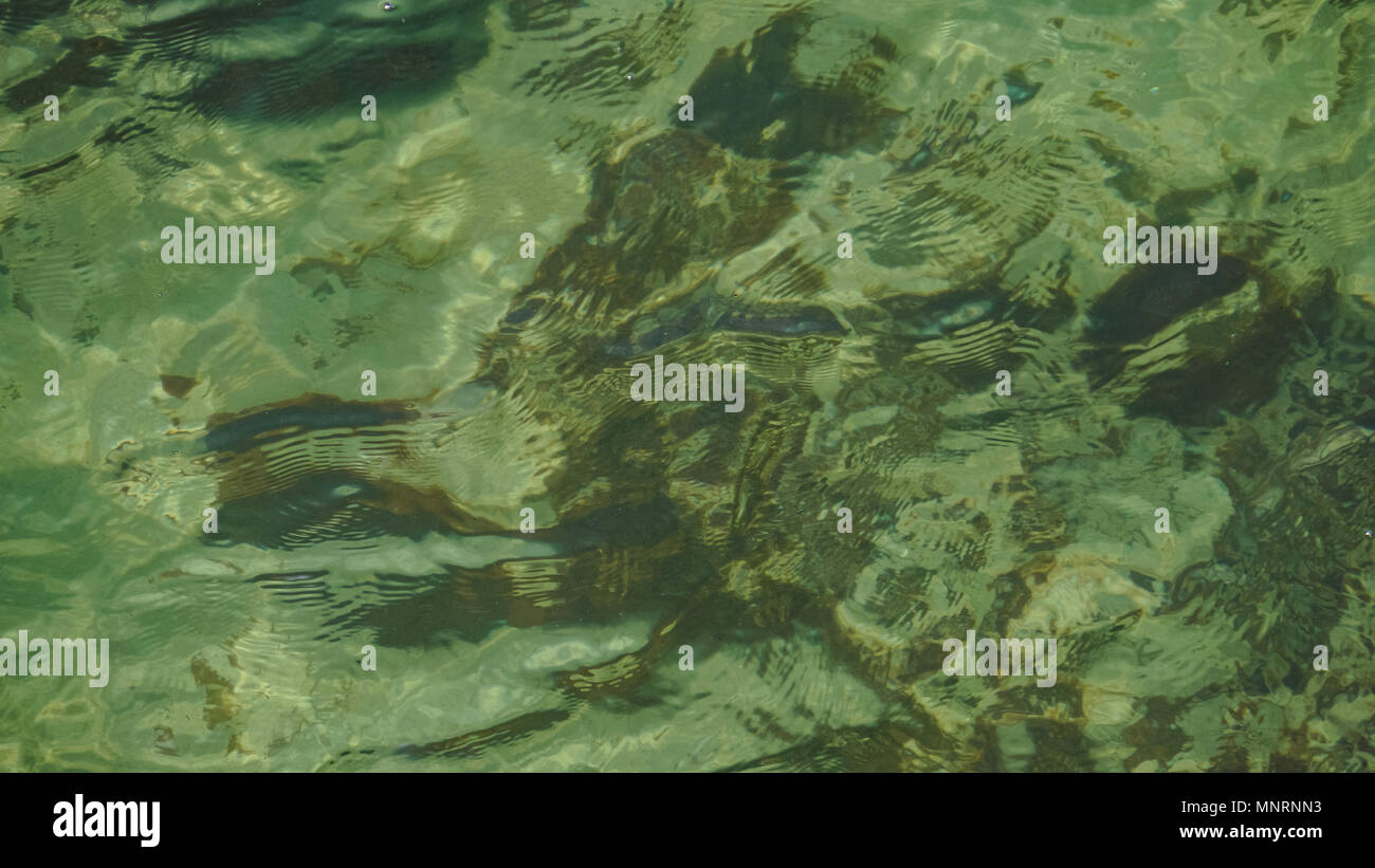 Vert de mer Banque de photographies et d’images à haute résolution - Alamy