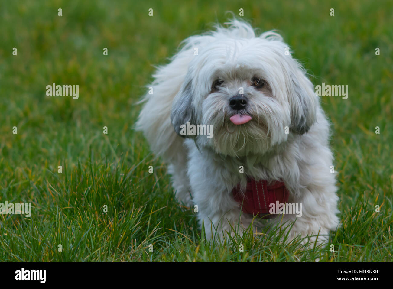 Maltese shih tzu Banque de photographies et d’images à haute résolution ...