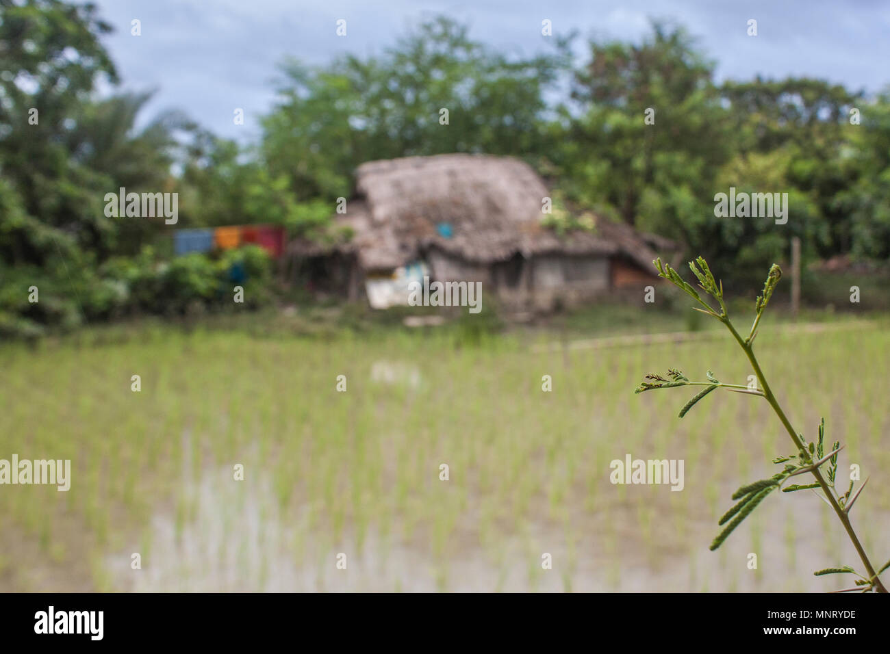 Bhola island Banque de photographies et d’images à haute résolution - Alamy