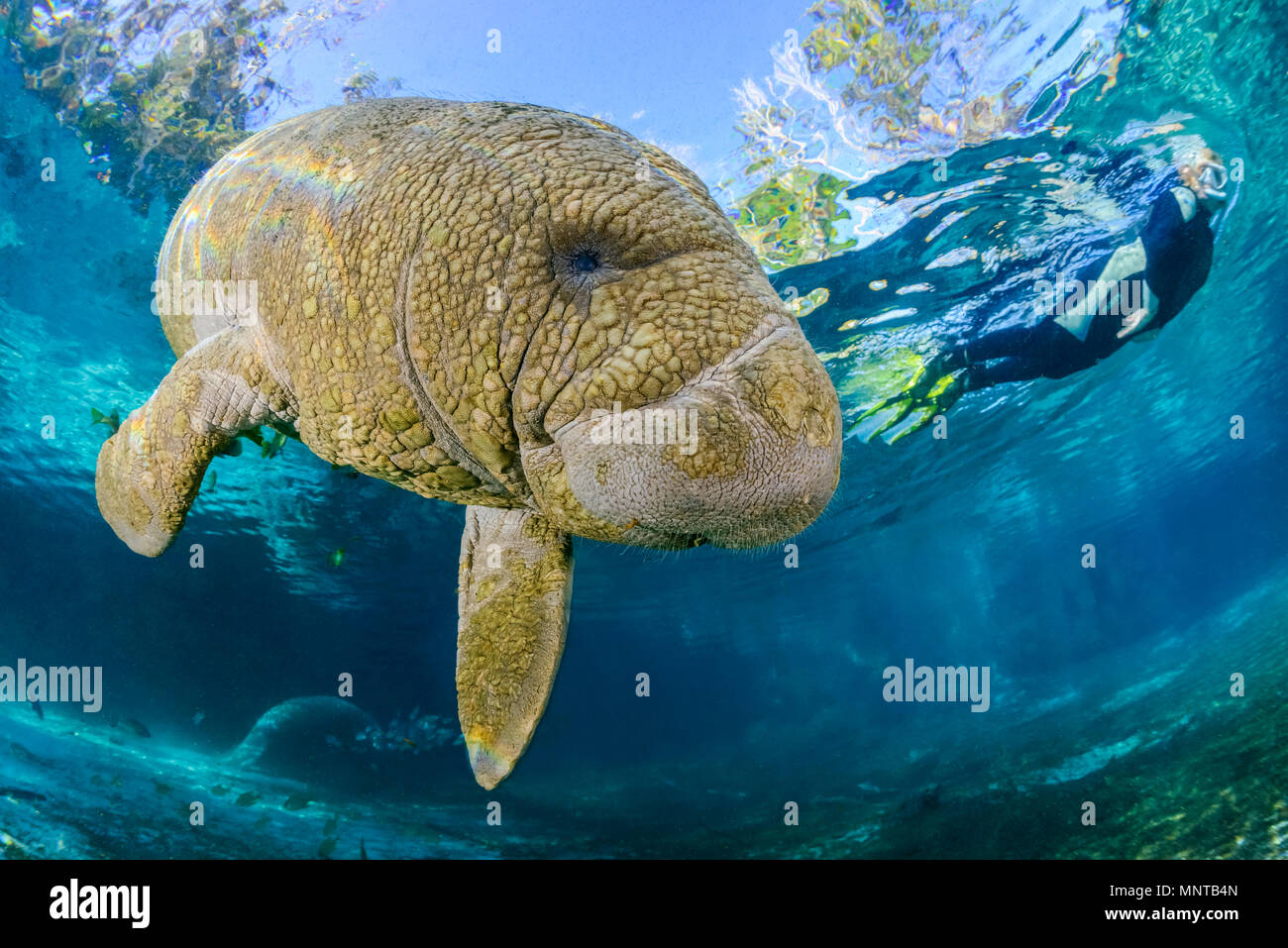 Floride, Trichechus manatus latirostris lamantins, une sous-espèce de ...