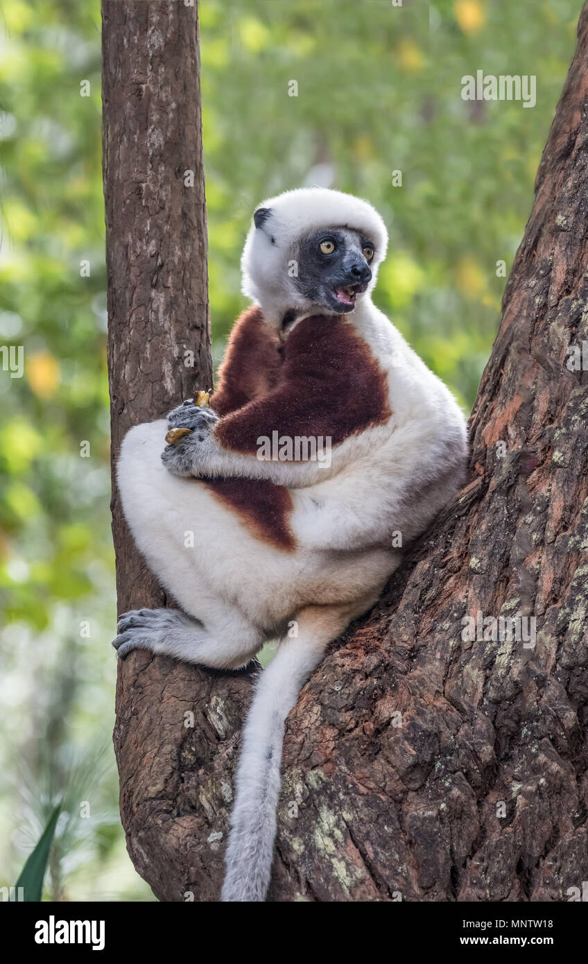 Sifaka, un grand lémurien qui saute d'arbre en arbre en position ...