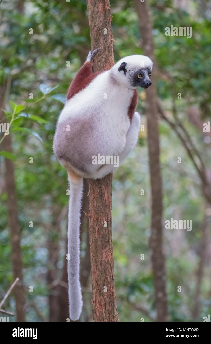 Sifaka, un grand lémurien qui saute d'arbre en arbre en position ...