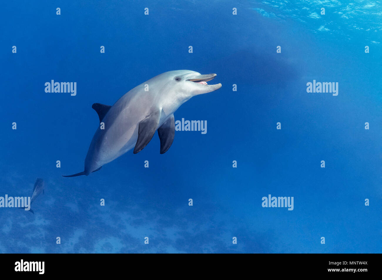 Grand dauphin de l'Indo-Pacifique, Tursiops aduncus, montrant de la ...