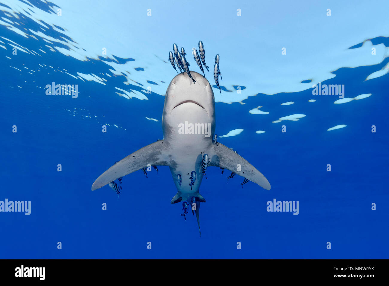 Requin océanique, Carcharhinus longimanus, avec poissons, pilote ...