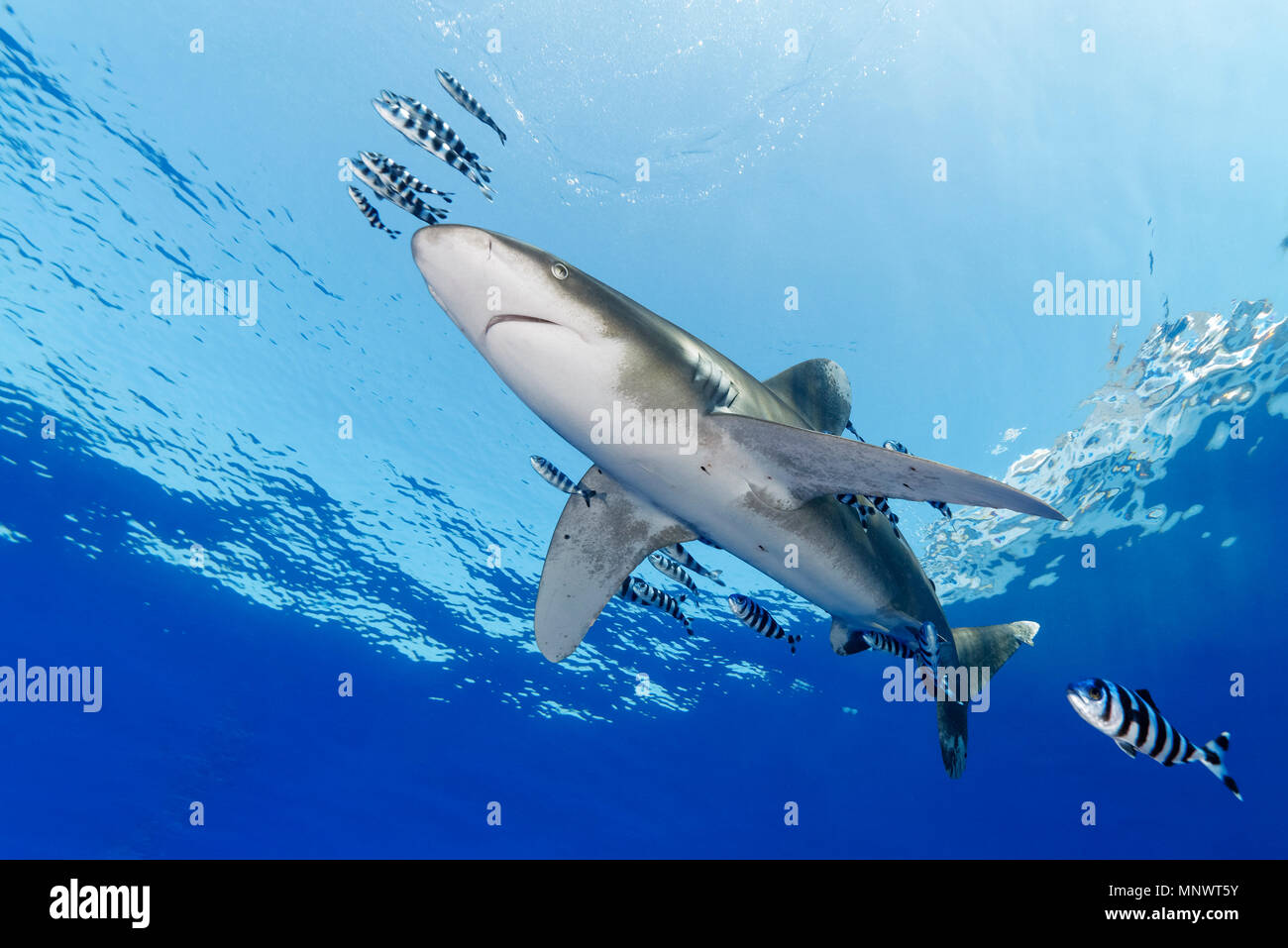 Requin océanique, Carcharhinus longimanus, avec poissons, pilote ...