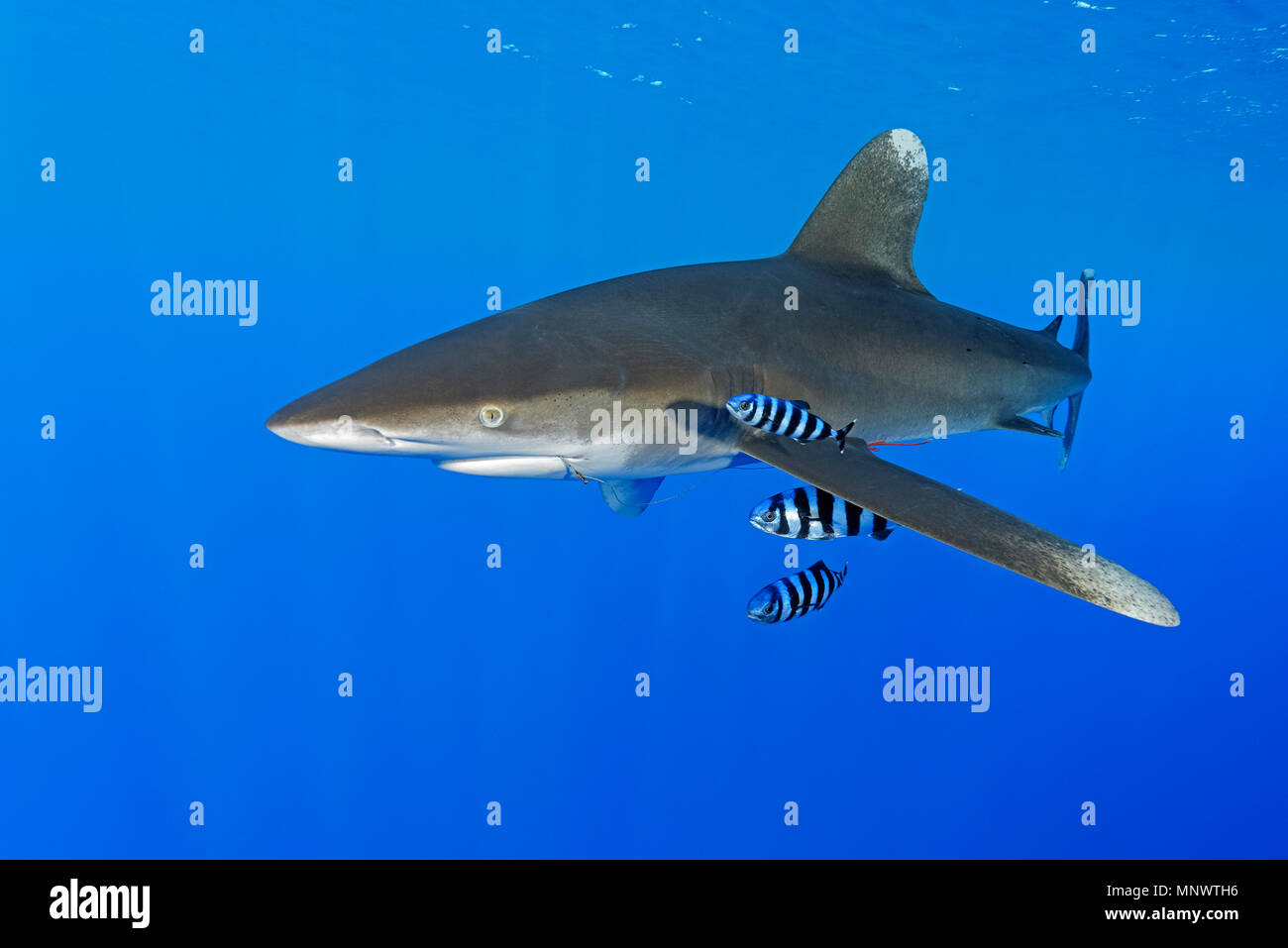 Requin océanique, Carcharhinus longimanus, avec poissons, pilote ...