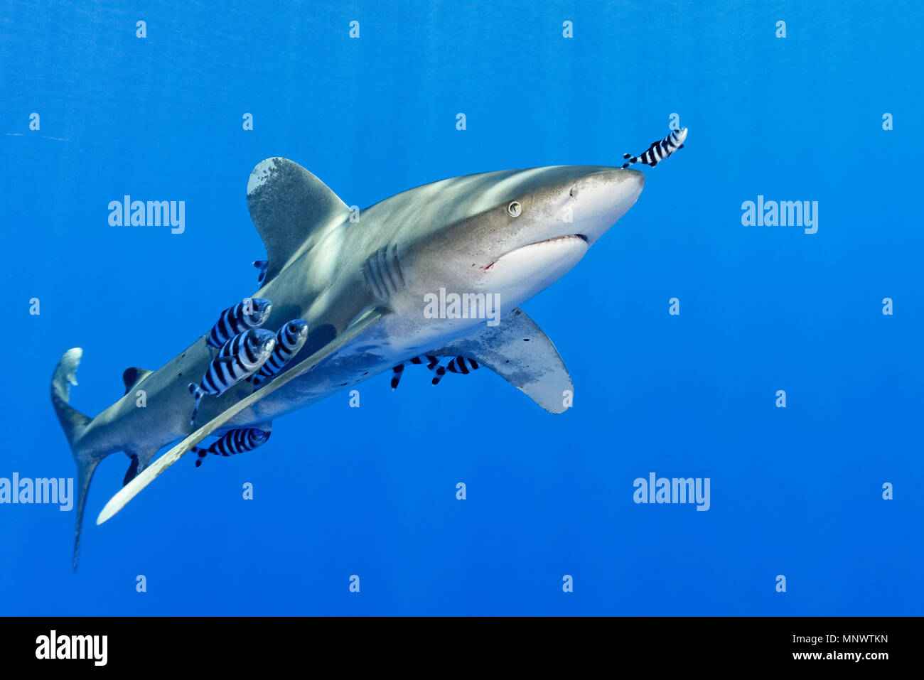 Requin océanique, Carcharhinus longimanus, avec poissons, pilote ...