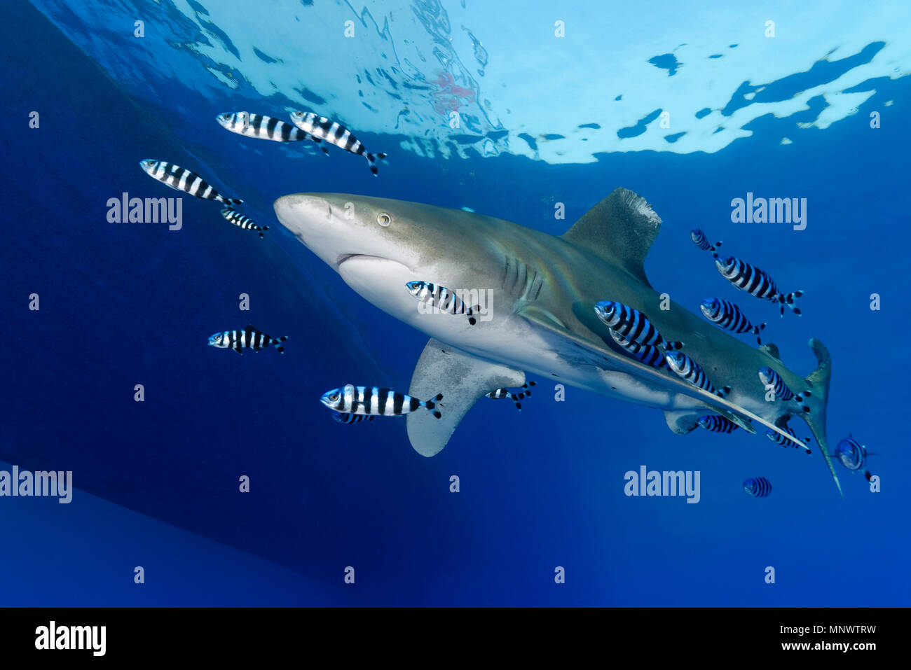 Requin océanique, Carcharhinus longimanus, avec poissons, pilote ...