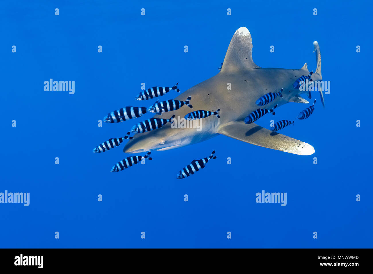 Requin océanique, Carcharhinus longimanus, avec poissons, pilote ...