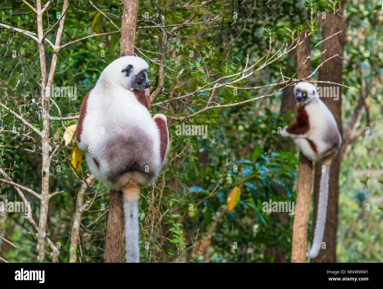 Sifaka, un grand lémurien qui saute d'arbre en arbre en position ...