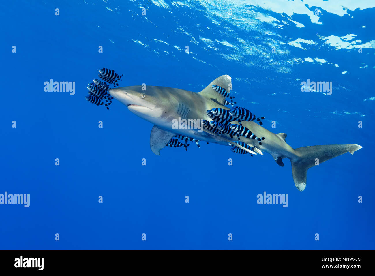 Requin océanique, Carcharhinus longimanus, avec poissons, pilote ...