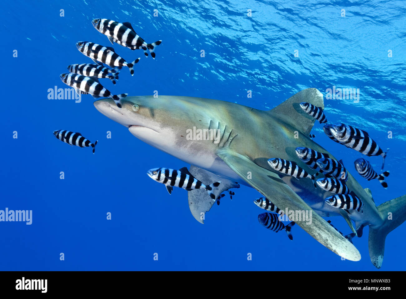 Requin océanique, Carcharhinus longimanus, avec poissons, pilote ...