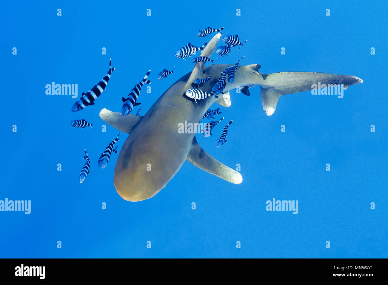 Requin océanique, Carcharhinus longimanus, avec poissons, pilote ...