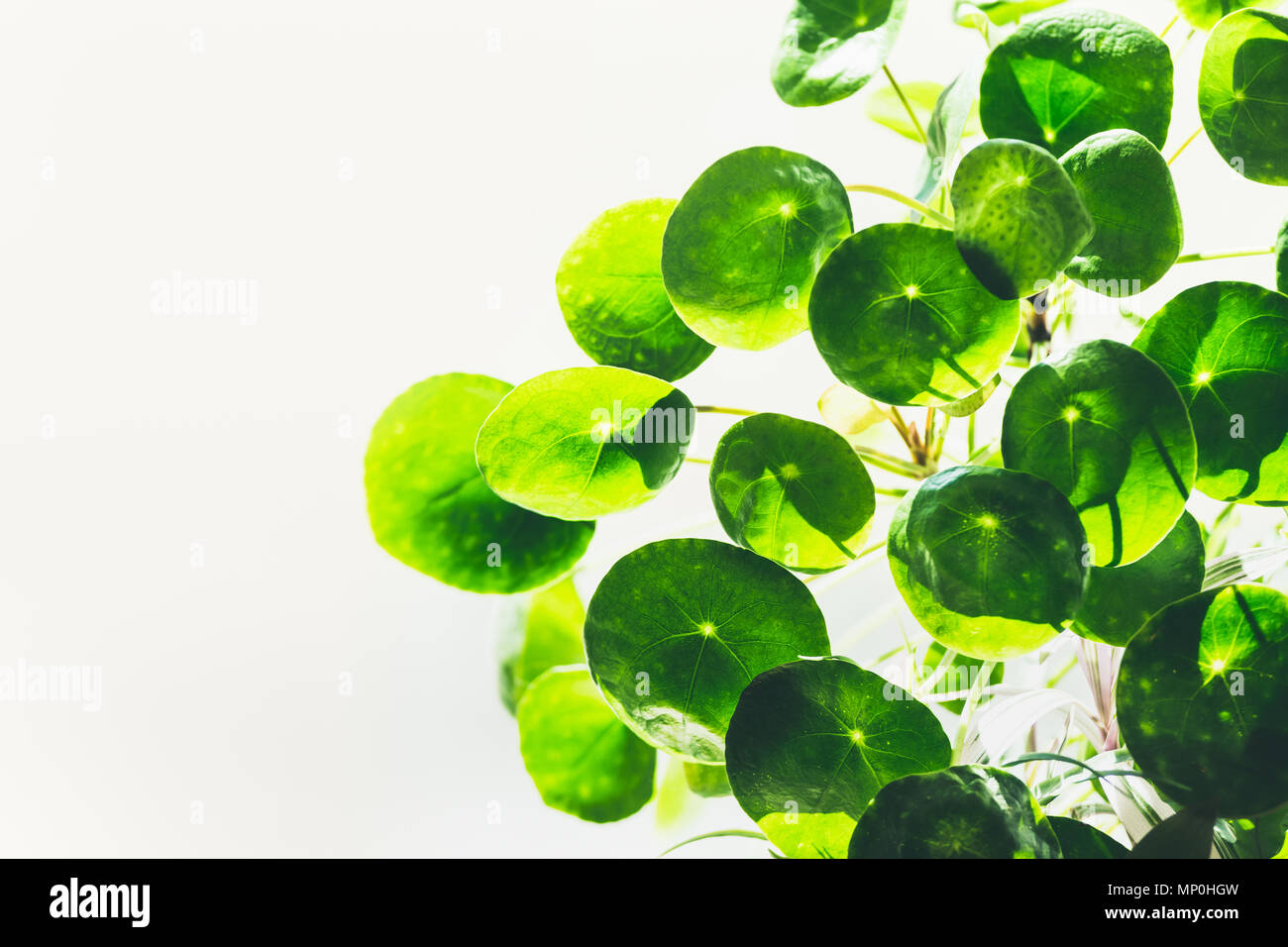 Feuilles de cercle Banque de photographies et d’images à haute ...