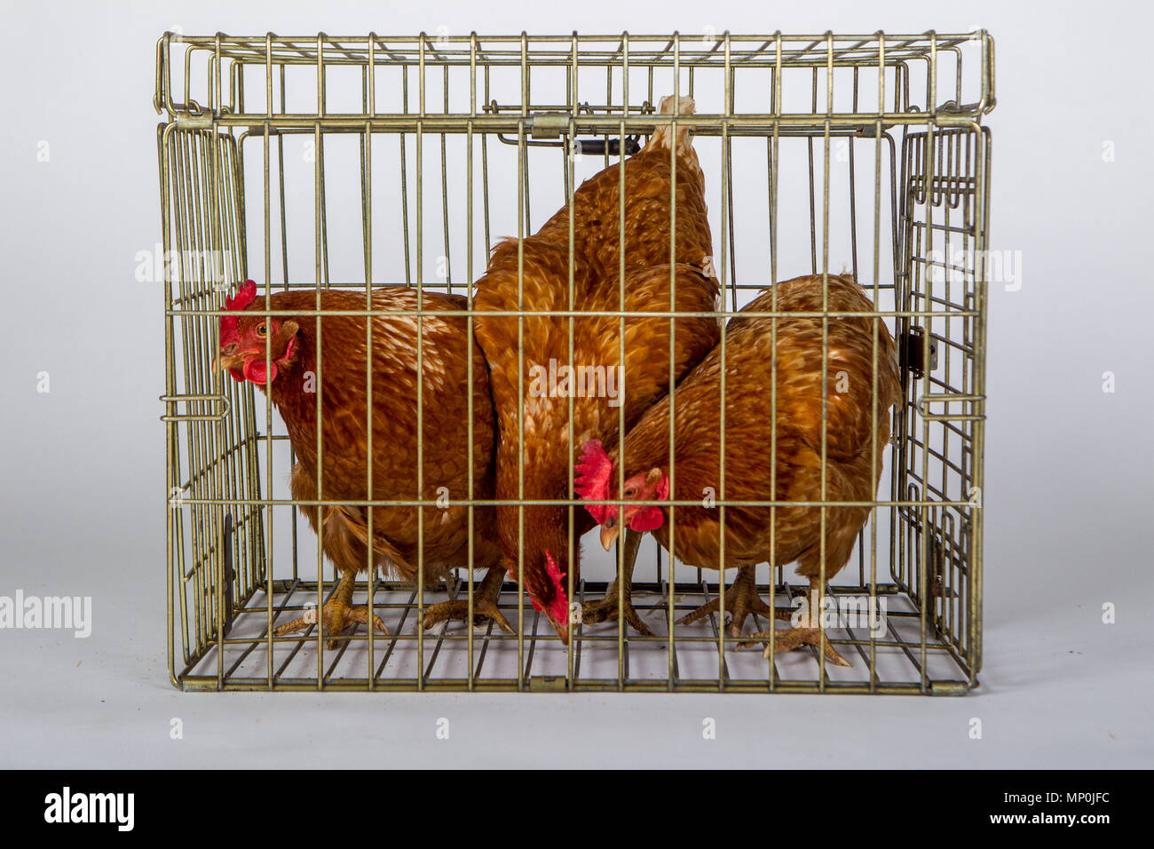 Caged chickens Banque de photographies et d’images à haute résolution ...