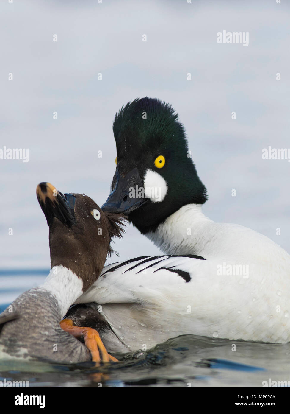 Accouplement de poule et de canard Banque de photographies et d’images ...