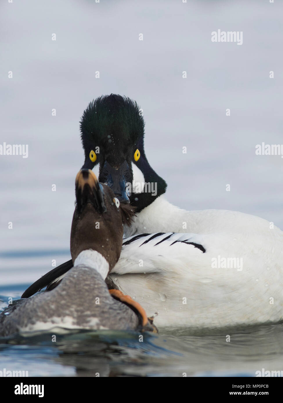 Accouplement de poule et de canard Banque de photographies et d’images ...