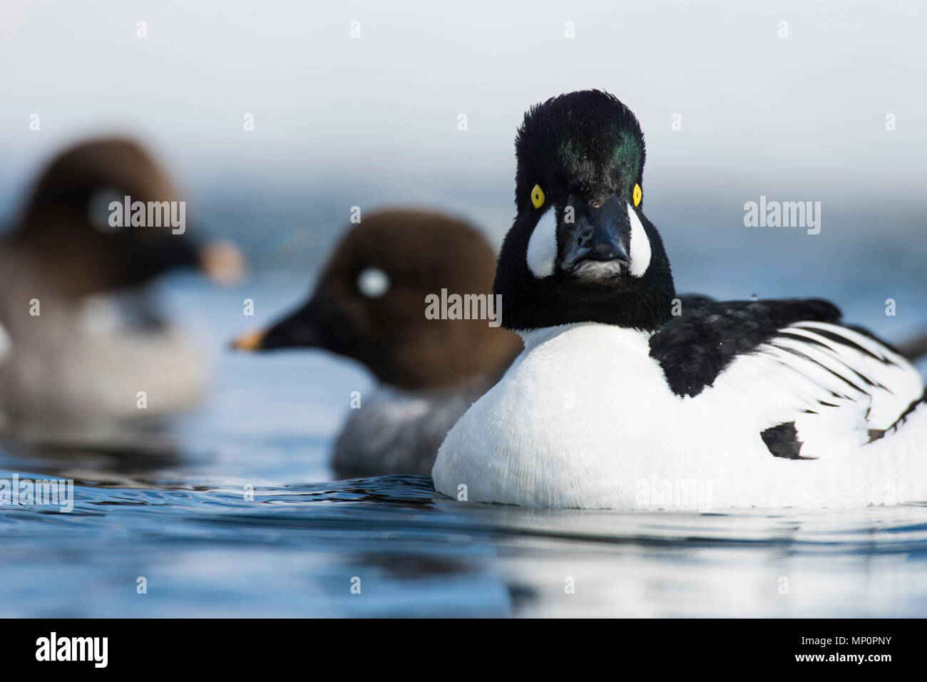 Accouplement de poule et de canard Banque de photographies et d’images ...