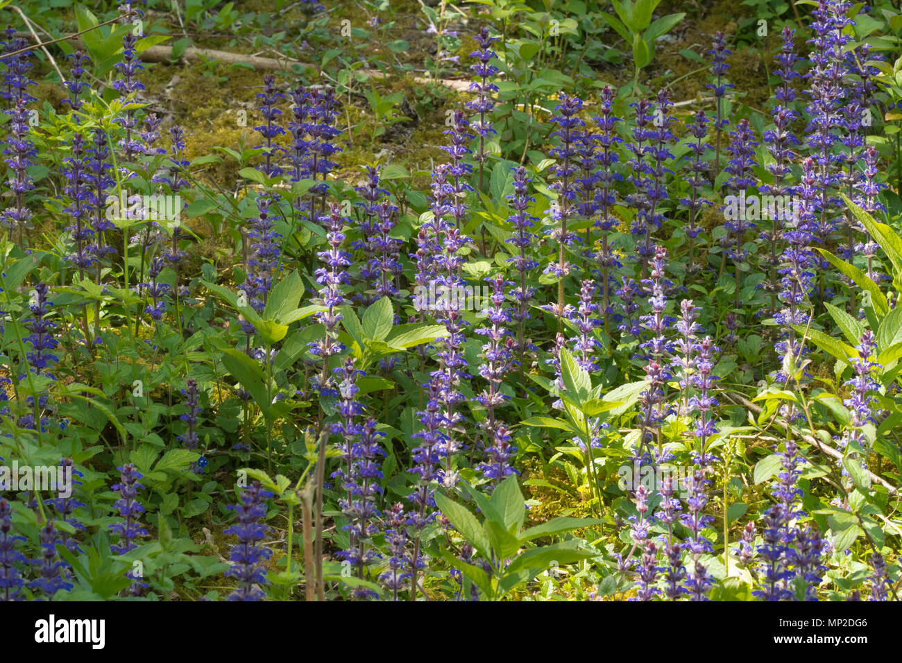 Fleurs bleues sauvages Banque de photographies et d’images à haute ...