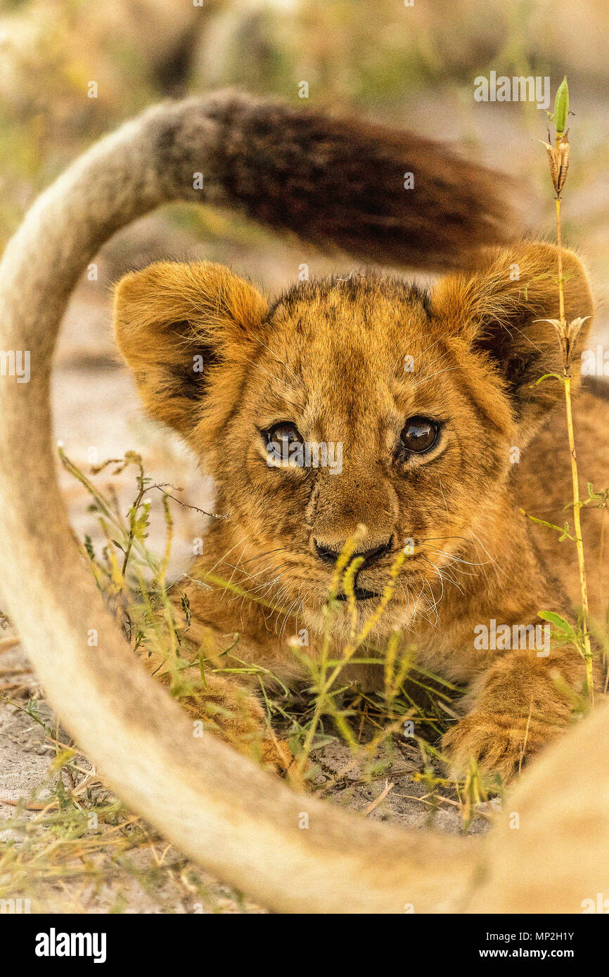 Queue de lion Banque de photographies et d’images à haute résolution ...
