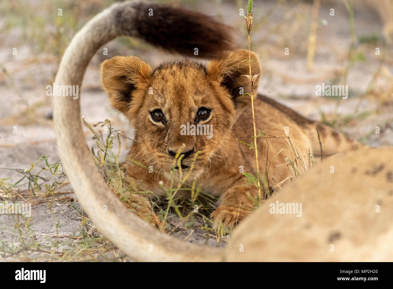 Queue De Lion Banque d'image et photos - Alamy