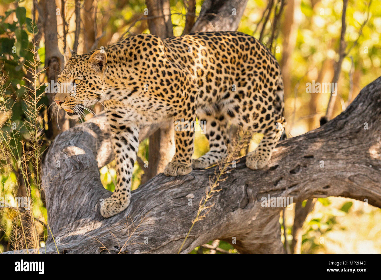 Leopard Sleeping In A Tree Banque d'image et photos - Alamy