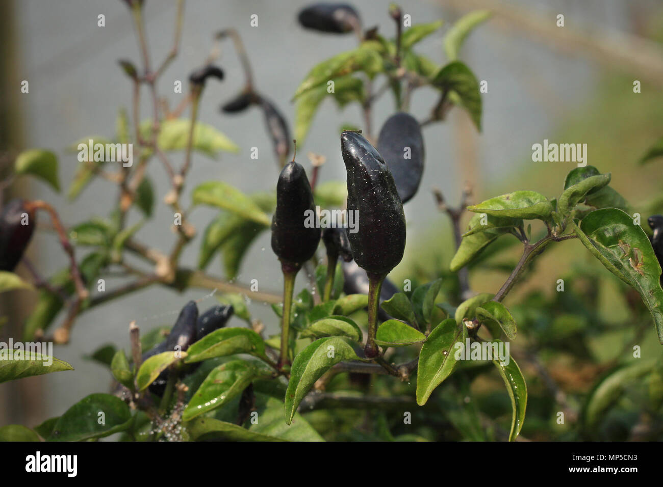 Piment bangladais Banque de photographies et d’images à haute ...