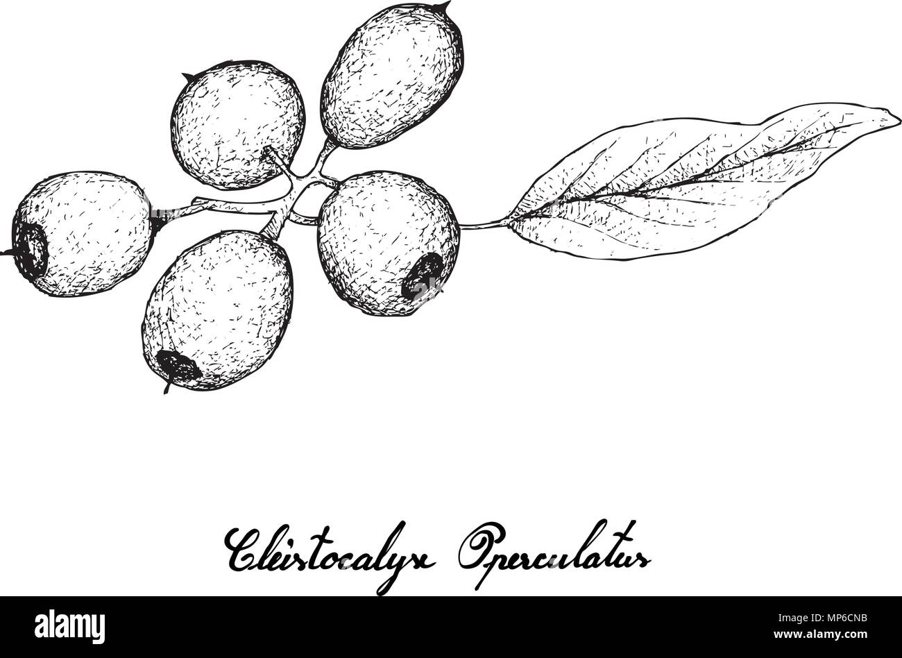 Syzygium nervosum Banque de photographies et d’images à haute ...