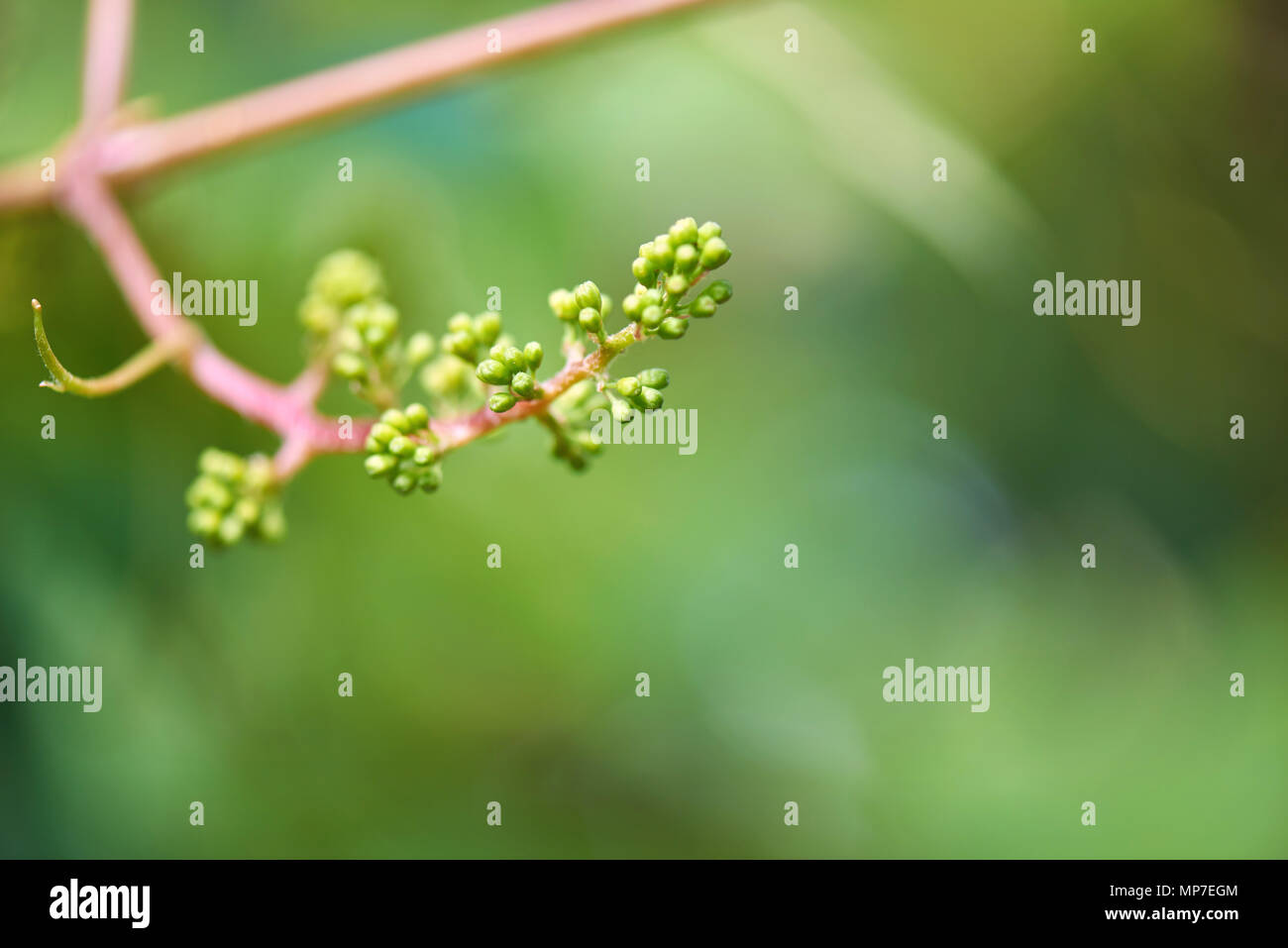 Pousse de vigne avec jeune grappe de raisin Banque de photographies et ...