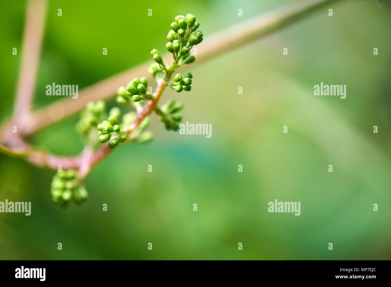 Pousse de vigne avec jeune grappe de raisin Banque de photographies et ...
