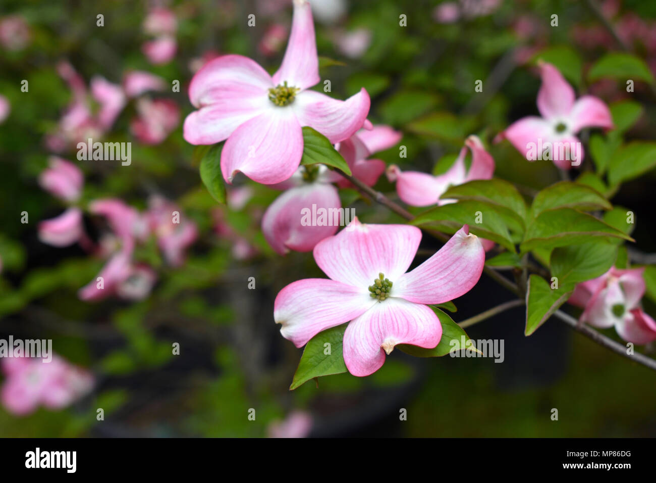 Floraison de cornouiller du pacifique Banque de photographies et d ...