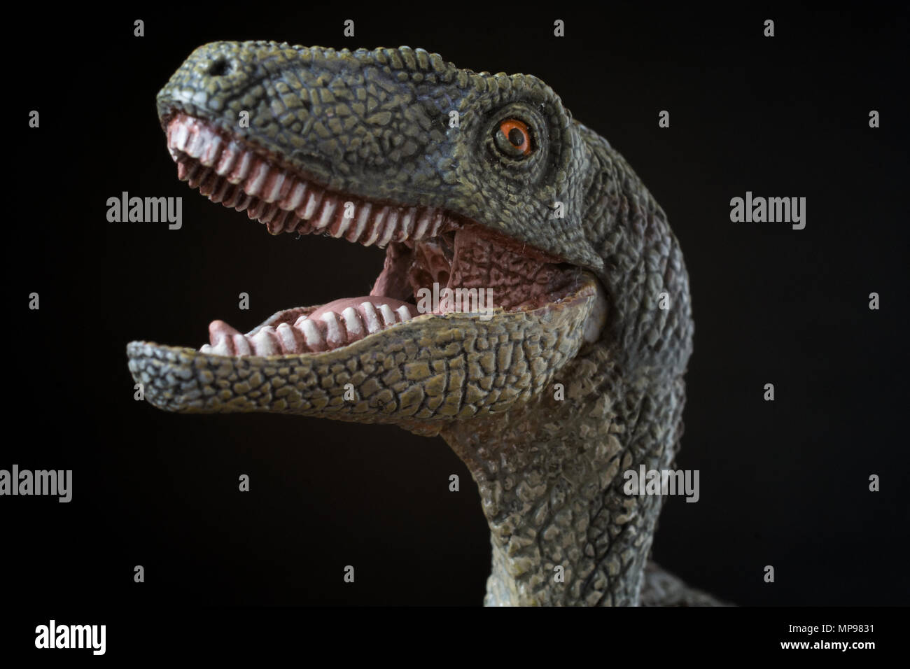 Dino dinosaur velociraptor carnivore Banque de photographies et d’images à haute résolution - Alamy