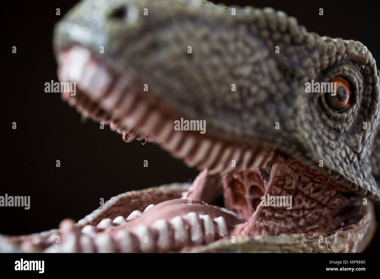 Dino dinosaur velociraptor carnivore Banque de photographies et d’images à haute résolution - Alamy
