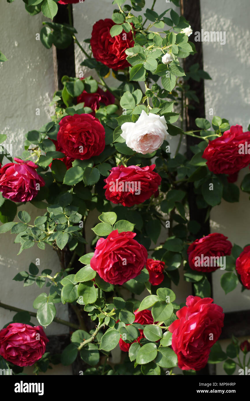 Rose et rouge Banque de photographies et d’images à haute résolution ...