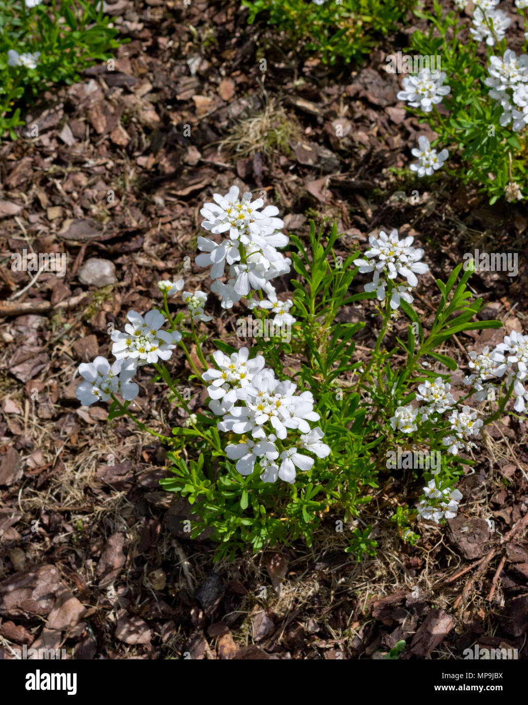 Iberis sempervirens Banque de photographies et d’images à haute ...