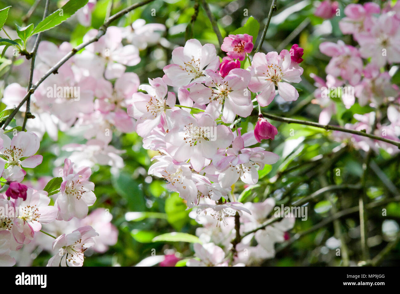 Fleur de malus Banque de photographies et d’images à haute résolution ...