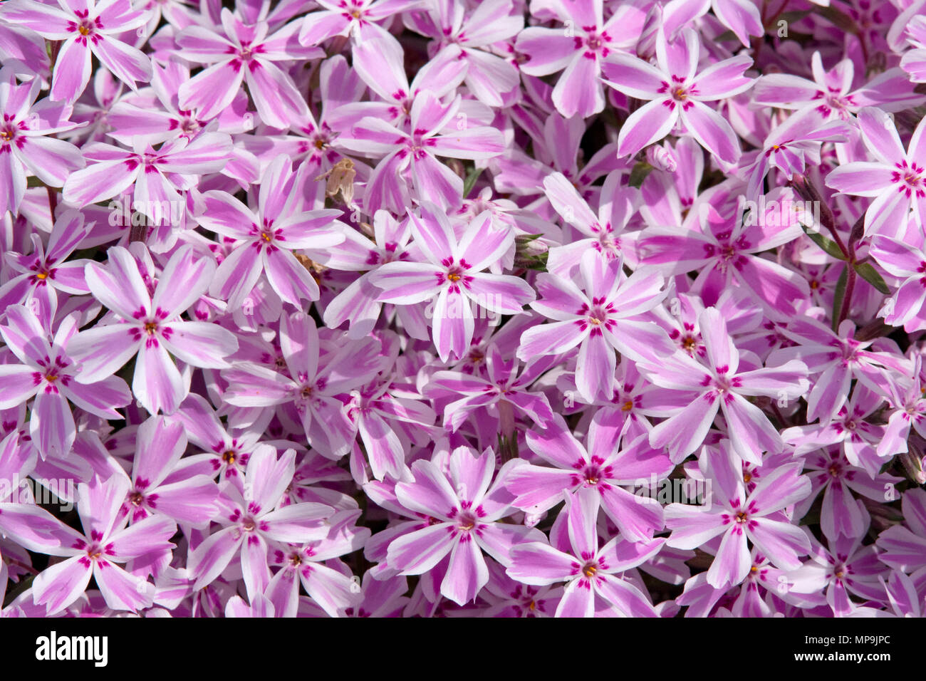 Rayures de bonbons Banque de photographies et d’images à haute ...