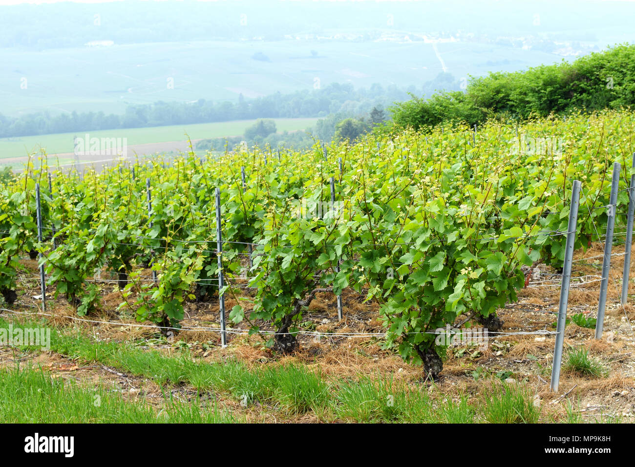 Paysage de vignoble de champagne Banque de photographies et d’images à ...